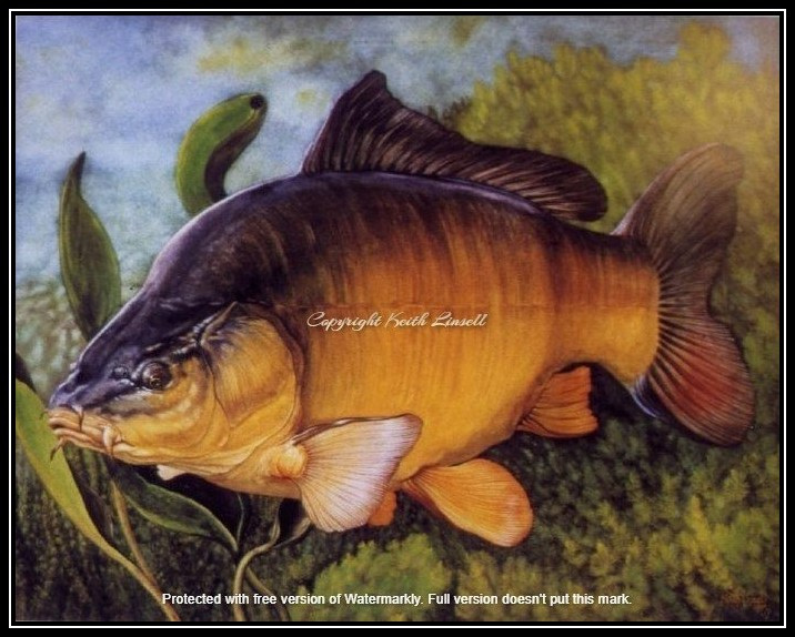 Colour Fish Prints – Keith Linsell