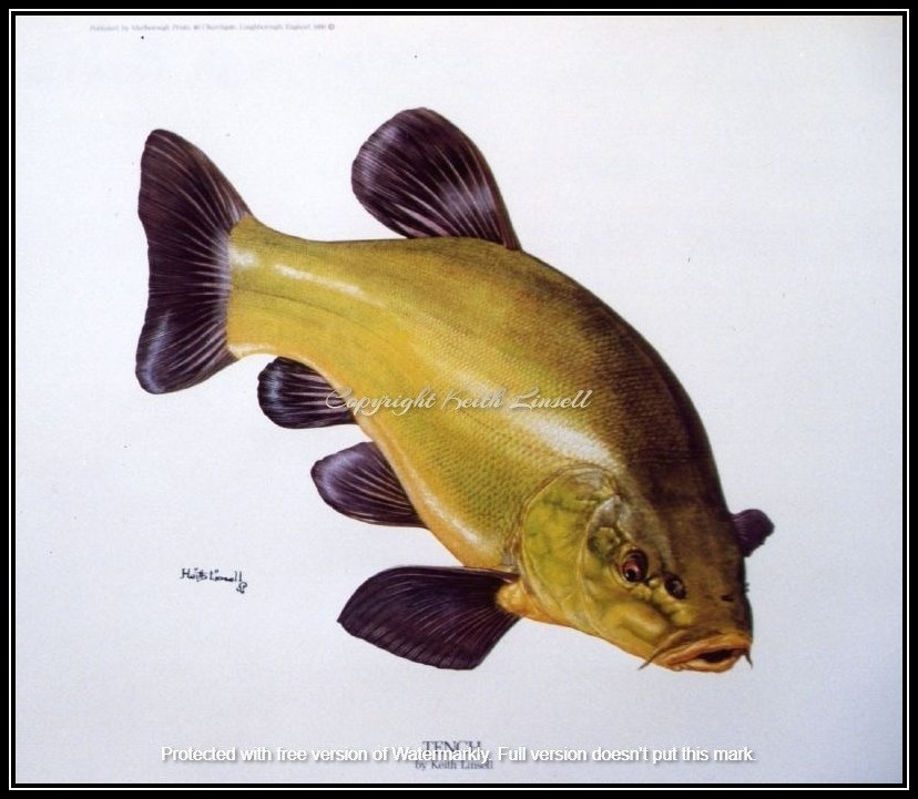 Colour Fish Prints – Keith Linsell